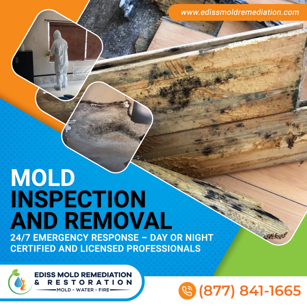 5-reasons-to-do-a-professional-mold-inspection